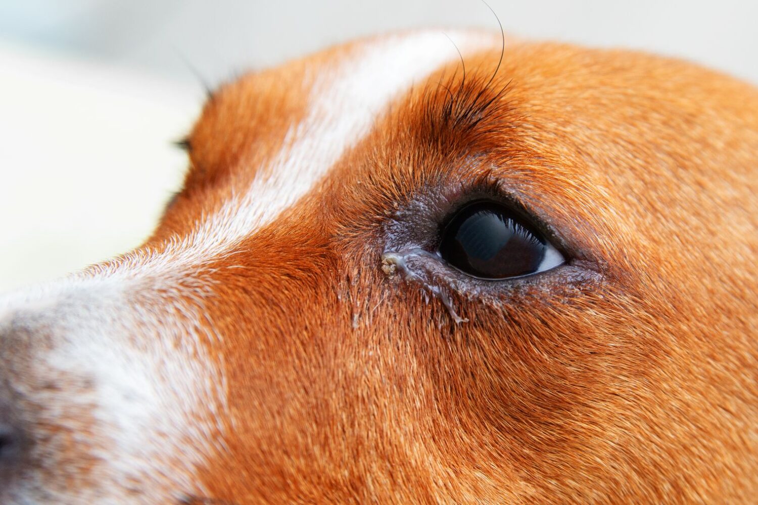 Should I Worry If My Pet Has Watery Eyes? - South Seminole Animal ...