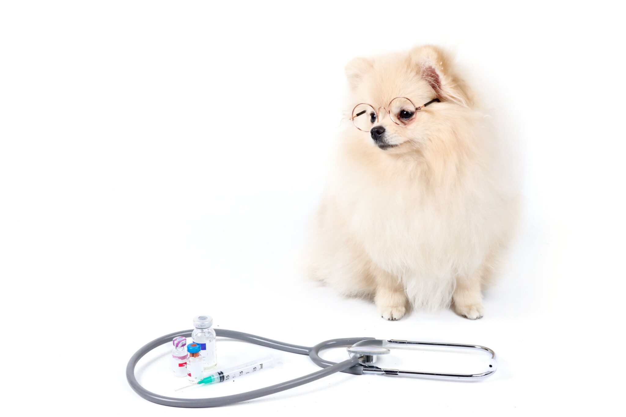 Hypothyroidism and Cushing's Disease in Dogs - South Seminole Animal ...