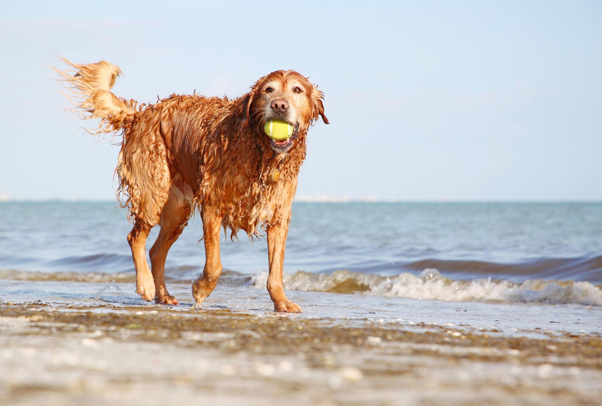 Best Dog Breeds for Florida's Weather - South Seminole Animal Hospital ...